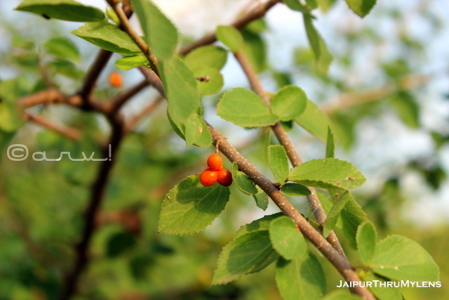 Anogeissus Pendula – The Resident Tree Of Aravalis – JaipurThruMyLens