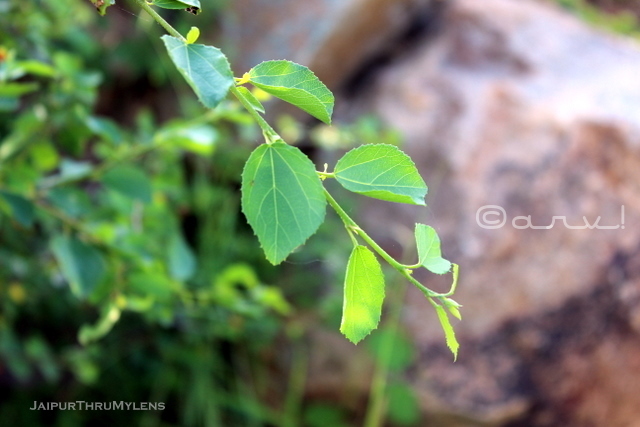Anogeissus Pendula – The Resident Tree Of Aravalis – JaipurThruMyLens