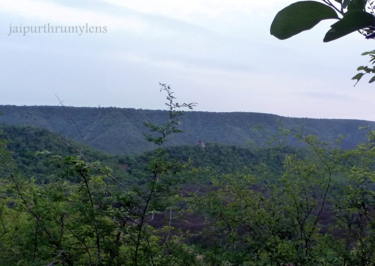 Anogeissus Pendula – The Resident Tree Of Aravalis – JaipurThruMyLens