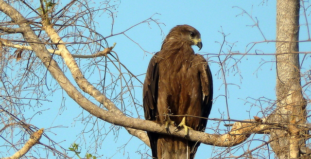 Black Kite | Indian kite – JaipurThruMyLens
