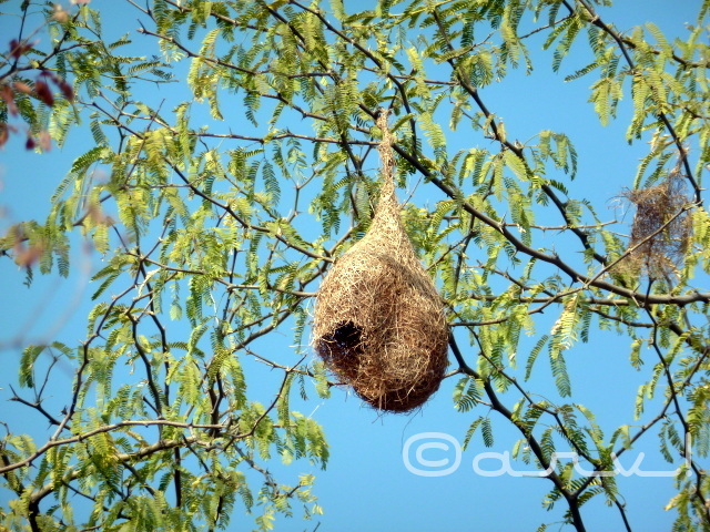 Baya Bird Nest – JaipurThruMyLens