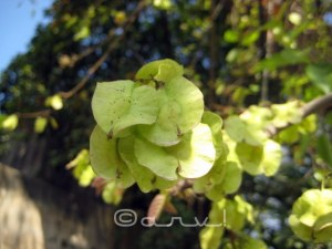Holoptelea Integrifolia Tree | The Cause of Pollen Allergy in Jaipur ...