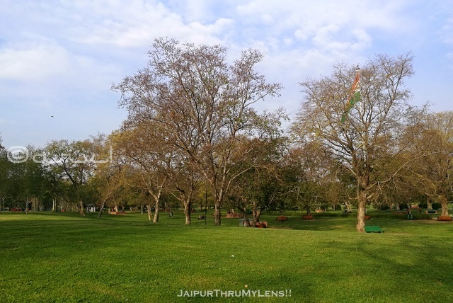 Holoptelea Integrifolia Tree | The Cause of Pollen Allergy in Jaipur ...