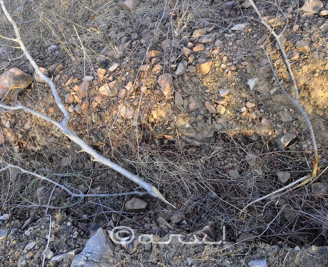 Anogeissus Pendula – The Resident Tree Of Aravalis – JaipurThruMyLens