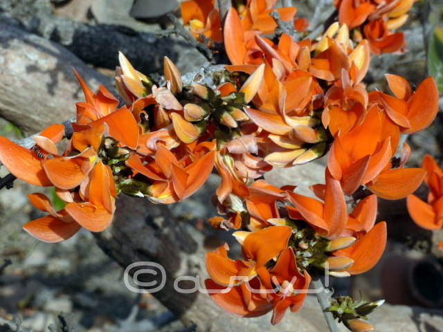 The Search For Flame Of The Forest Tree In Jaipur | Palash Flowers ...