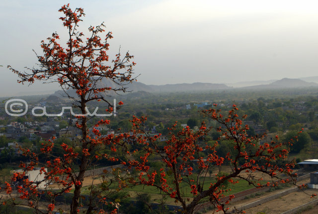 The Search For Flame Of The Forest Tree In Jaipur | Palash Flowers ...