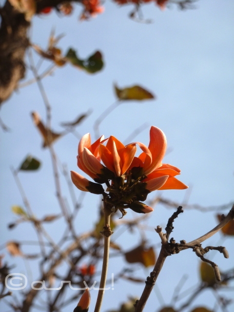 The Search For Flame Of The Forest Tree In Jaipur | Palash Flowers ...