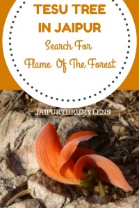 The Search For Flame Of The Forest Tree In Jaipur | Palash Flowers ...