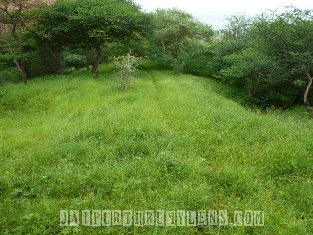 World Forestry Arboretum, Jaipur – JaipurThruMyLens