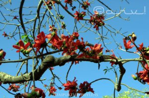Silk Cotton Tree | Semal Tree |The Harbinger Of Spring – JaipurThruMyLens