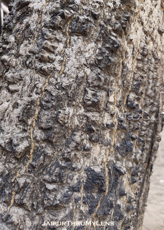 Silk Cotton Tree | Semal Tree |The Harbinger Of Spring – JaipurThruMyLens