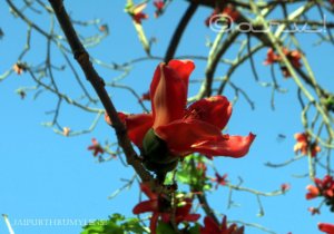 Silk Cotton Tree | Semal Tree |The Harbinger Of Spring – JaipurThruMyLens