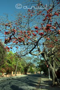 Silk Cotton Tree | Semal Tree |The Harbinger Of Spring – JaipurThruMyLens