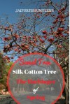 Silk Cotton Tree | Semal Tree |The Harbinger Of Spring – JaipurThruMyLens