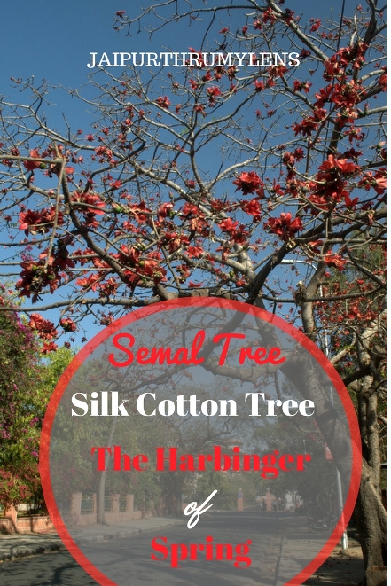 Silk Cotton Tree | Semal Tree |The Harbinger Of Spring – JaipurThruMyLens