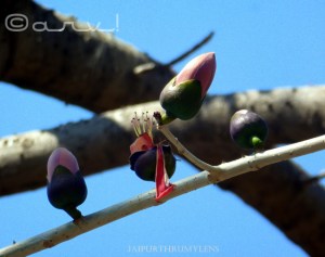 Silk Cotton Tree | Semal Tree |The Harbinger Of Spring – JaipurThruMyLens