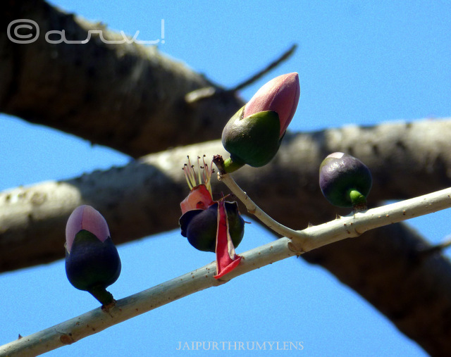 Silk Cotton Tree | Semal Tree |The Harbinger Of Spring – JaipurThruMyLens