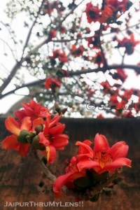 Silk Cotton Tree | Semal Tree |The Harbinger Of Spring – JaipurThruMyLens