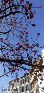 Silk Cotton Tree | Semal Tree |The Harbinger Of Spring – JaipurThruMyLens