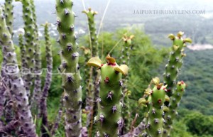 I bet you wouldn’t have heard about Thor Danda! – JaipurThruMyLens
