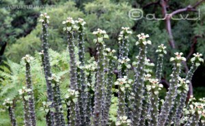 I bet you wouldn’t have heard about Thor Danda! – JaipurThruMyLens