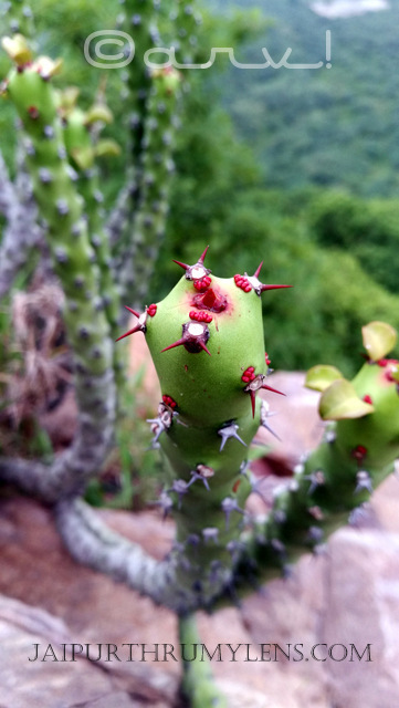 I bet you wouldn’t have heard about Thor Danda! – JaipurThruMyLens