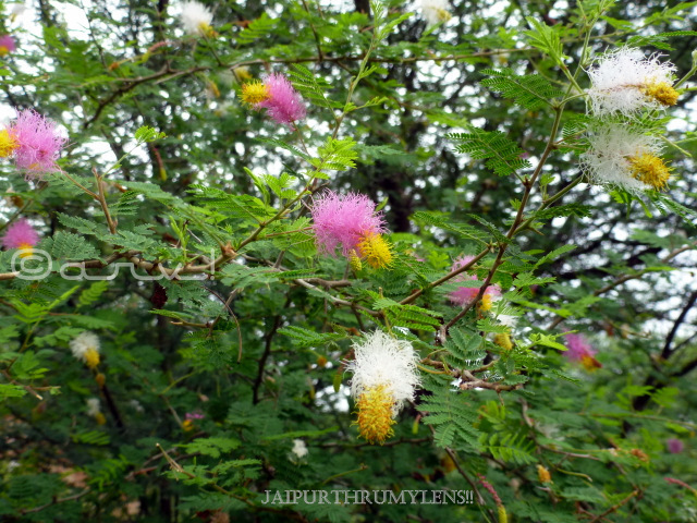Sickle Bush Tree | Announcing The Arrival Of Monsoon In Jaipur ...