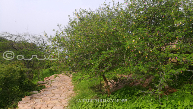 Sickle Bush Tree | Announcing The Arrival Of Monsoon In Jaipur ...