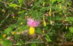 Sickle Bush Tree | Announcing The Arrival Of Monsoon In Jaipur ...