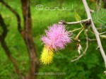 Sickle Bush Tree | Announcing The Arrival Of Monsoon In Jaipur ...
