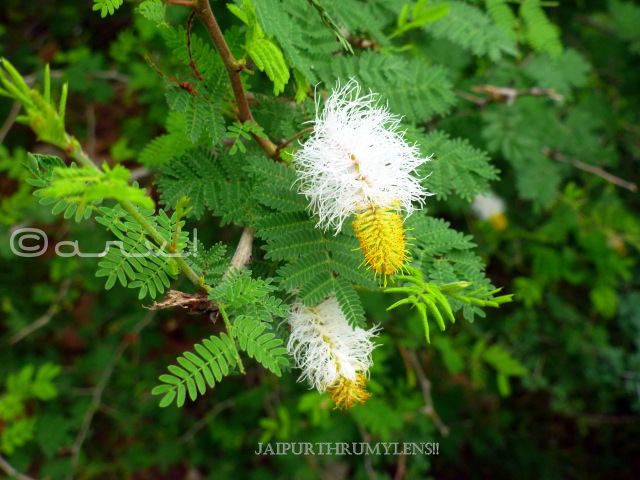 Sickle Bush Tree | Announcing The Arrival Of Monsoon In Jaipur ...