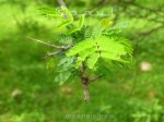 Sickle Bush Tree | Announcing The Arrival Of Monsoon In Jaipur ...