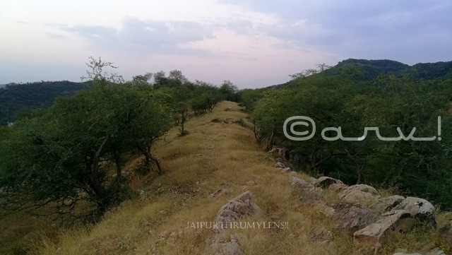 What Makes A Hike Along Dhok Tree Trail In Jaipur Alluring ...