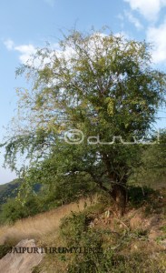 Anogeissus Pendula – The Resident Tree Of Aravalis – JaipurThruMyLens