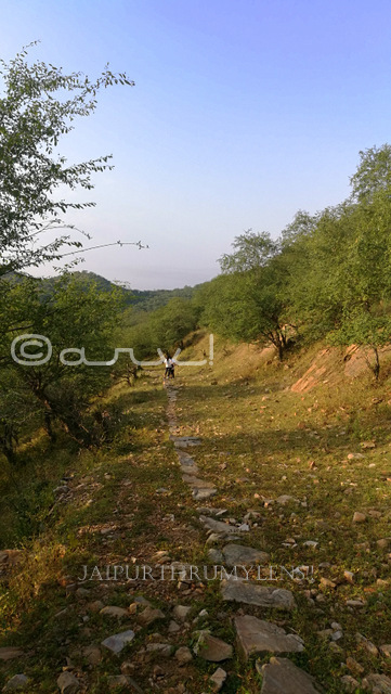 What Makes A Hike Along Dhok Tree Trail In Jaipur Alluring ...