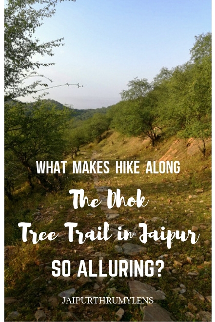 What Makes A Hike Along Dhok Tree Trail In Jaipur Alluring ...