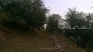 What Makes A Hike Along Dhok Tree Trail In Jaipur Alluring ...