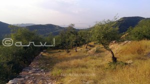 What Makes A Hike Along Dhok Tree Trail In Jaipur Alluring ...