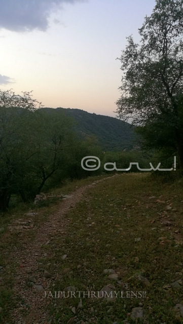 What Makes A Hike Along Dhok Tree Trail In Jaipur Alluring ...