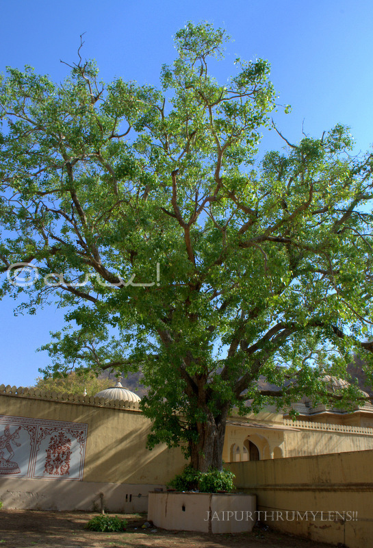 Peepal, Truly A People’s Tree? – JaipurThruMyLens
