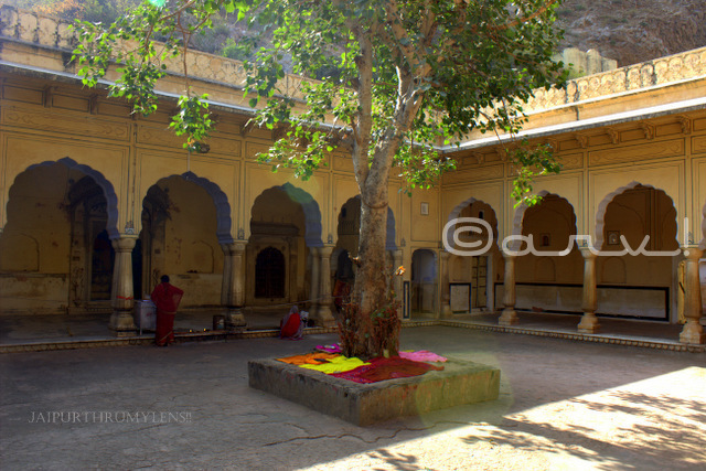 Peepal, Truly A People’s Tree? – JaipurThruMyLens