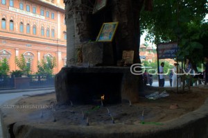 Peepal, Truly A People’s Tree? – JaipurThruMyLens