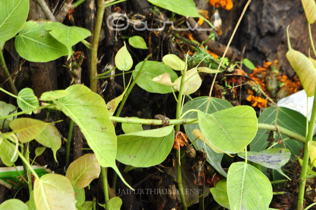 Peepal, Truly A People’s Tree? – JaipurThruMyLens
