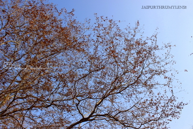 Ranthambore National Park: Chasing The Arrow Head – JaipurThruMyLens