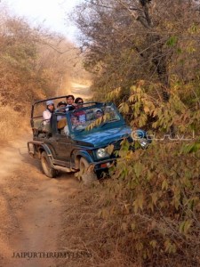 Ranthambore National Park: Chasing The Arrow Head – JaipurThruMyLens
