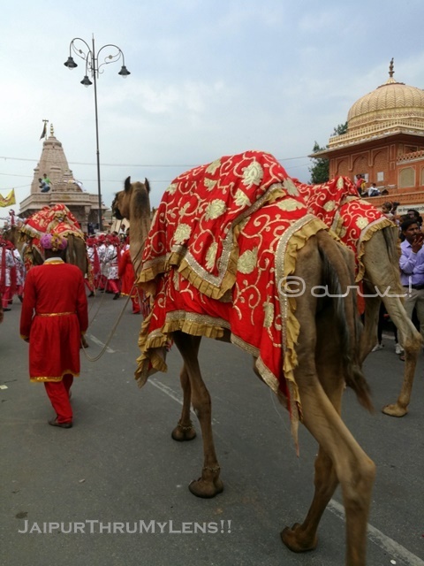 Jester | Teej Festival Jaipur – JaipurThruMyLens