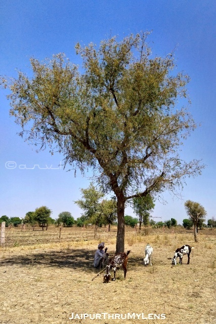 Why Khejri Tree Is The State Tree Of Rajasthan? – JaipurThruMyLens