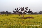 Why Khejri Tree Is The State Tree Of Rajasthan? – JaipurThruMyLens