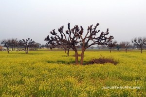 Why Khejri Tree Is The State Tree Of Rajasthan? – JaipurThruMyLens