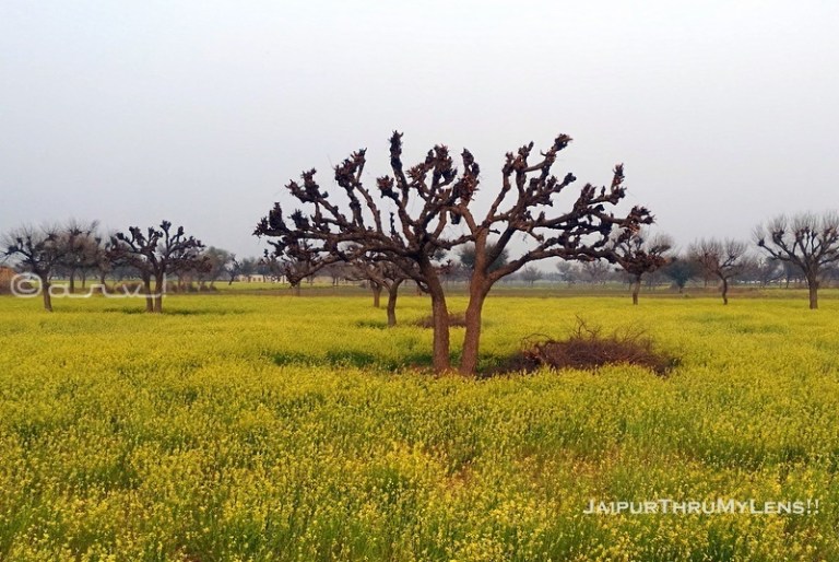 Why Khejri Tree Is The State Tree Of Rajasthan? – JaipurThruMyLens